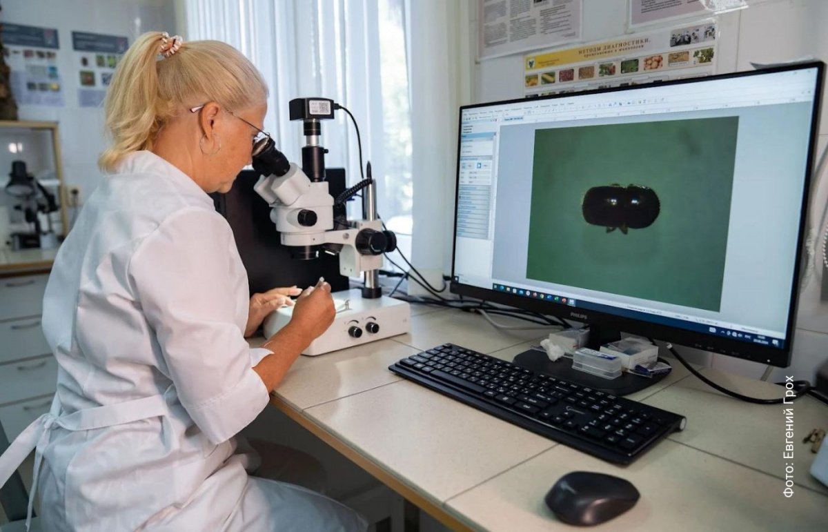 Мышь ест дуб - Pret-a-kote.ru