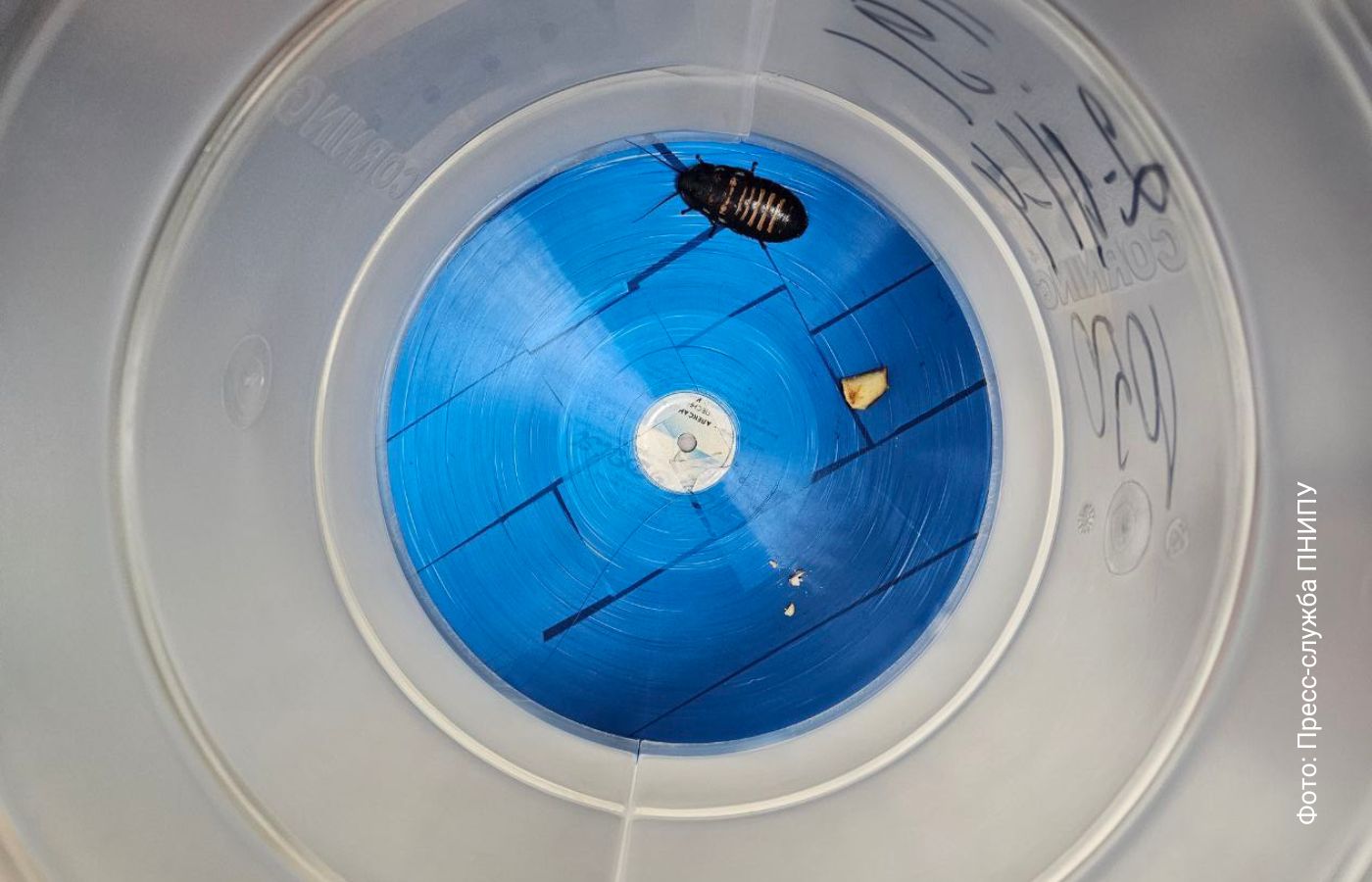 Специалисты впервые записали звуки и передвижение отдельного насекомого ...